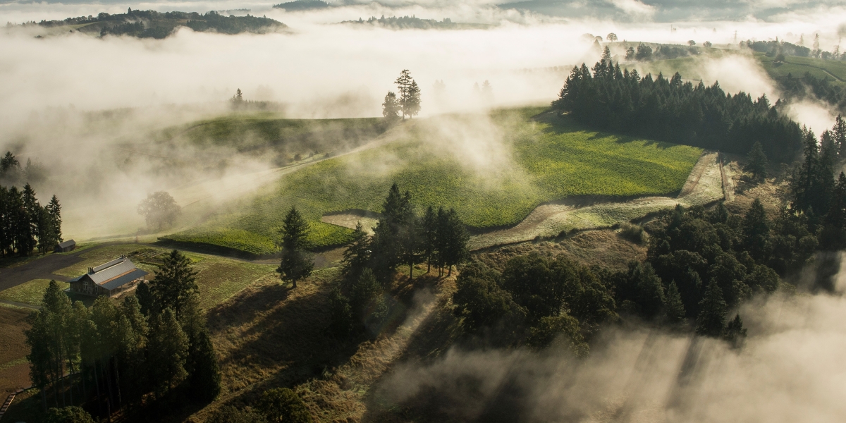 Soter Vineyards - Skurnik Wines & Spirits