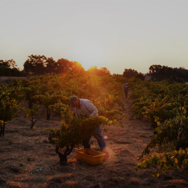 Turley - Skurnik Wines & Spirits