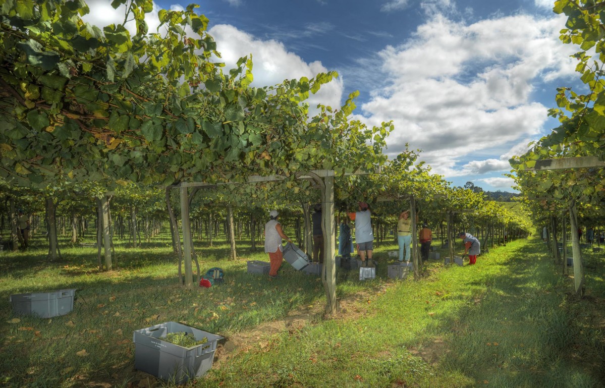 Lagar de Fornelos - Skurnik Wines & Spirits