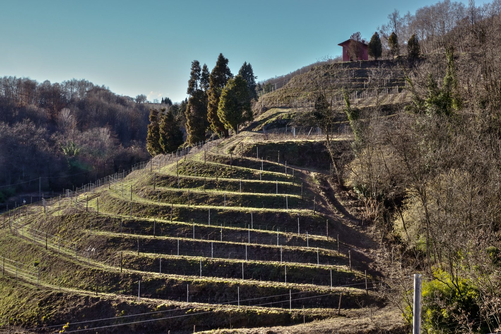 Alto Piemonte: A Region on the Rise - Skurnik Wines & Spirits