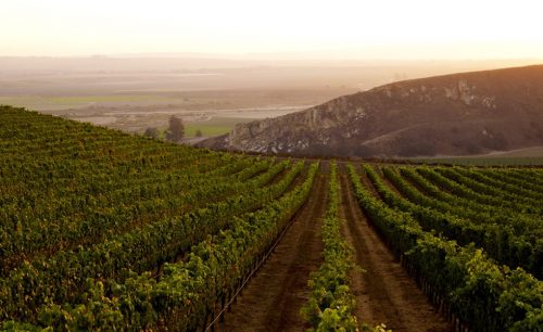 Where the Hills Meet the Sea: Tyler Winery's Exploration of Santa ...