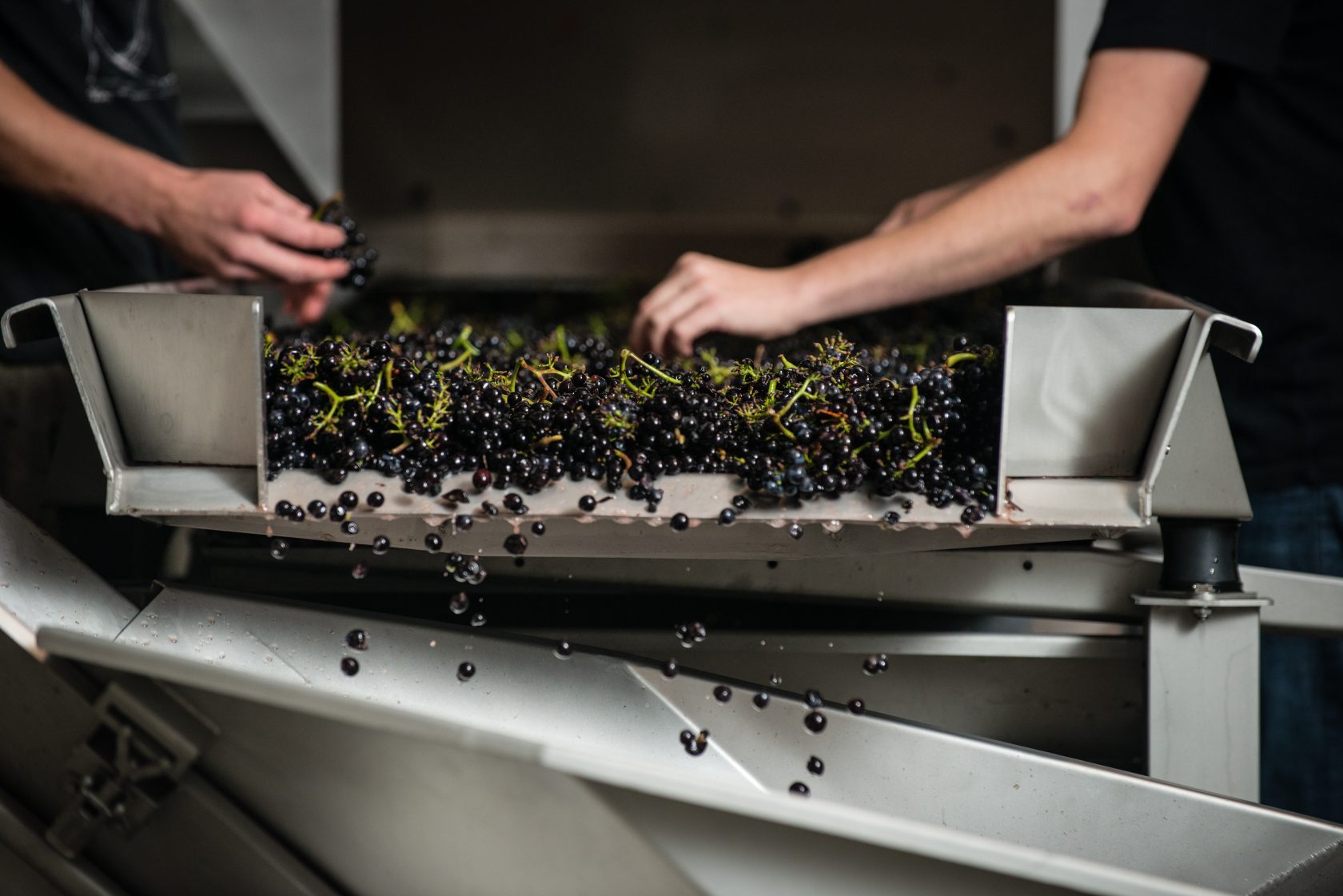 Where the Hills Meet the Sea: Tyler Winery's Exploration of Santa ...