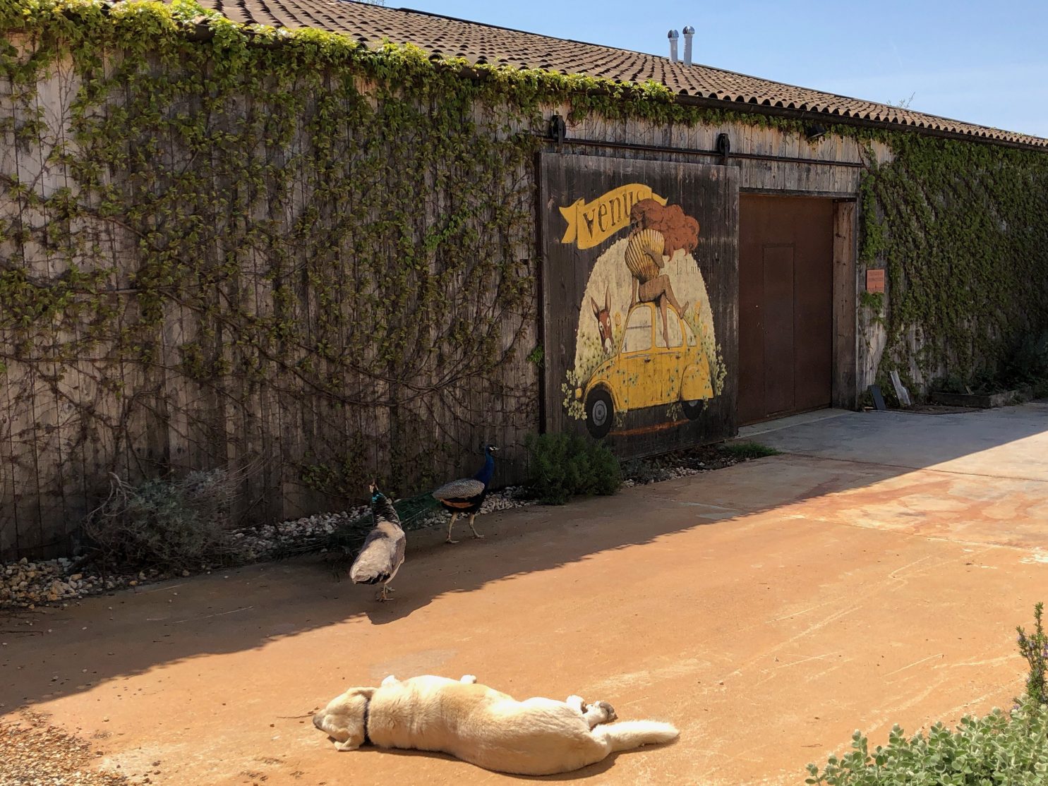 “An Emotional Footprint”: Sara Pérez, René Barbier and Venus La ...