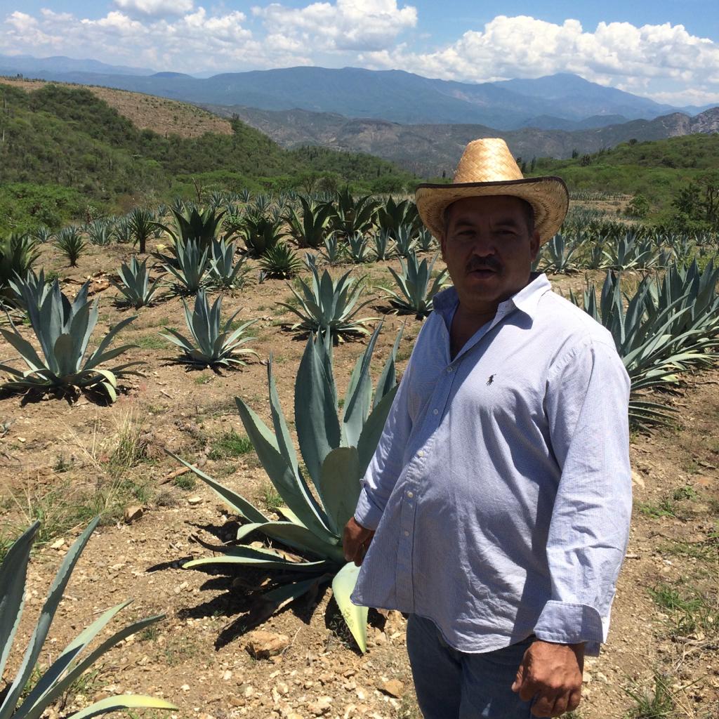Our Agave Portfolio is in Full Bloom! - Skurnik Wines & Spirits