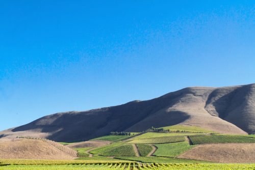 An Interview with Justin Willett of Tyler - Skurnik Wines & Spirits