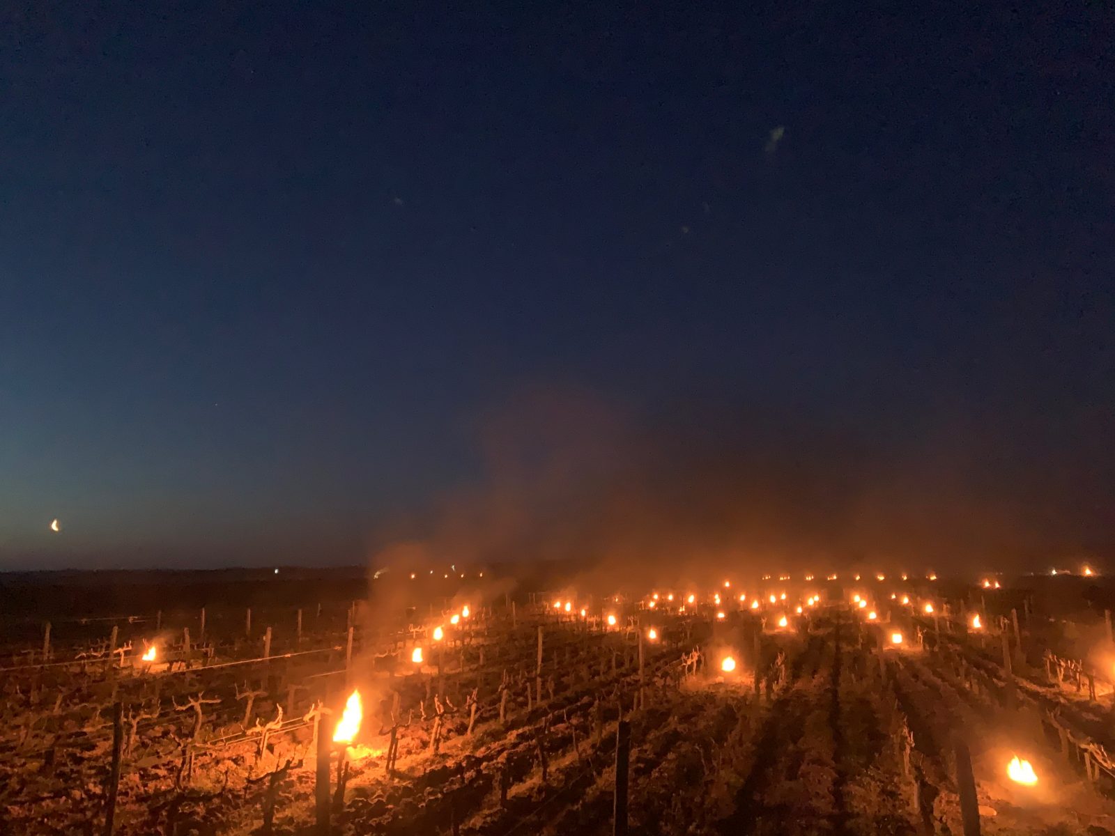 April Frost in France: A Full Report on the Current Conditions from our ...