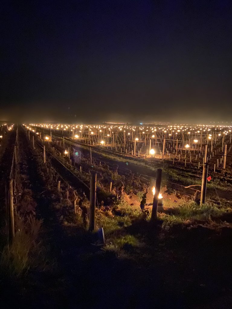 April Frost in France: A Full Report on the Current Conditions from our ...