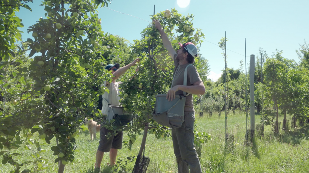Cider from the Finger Lakes: NY's Other Big Apple - Skurnik Wines & Spirits