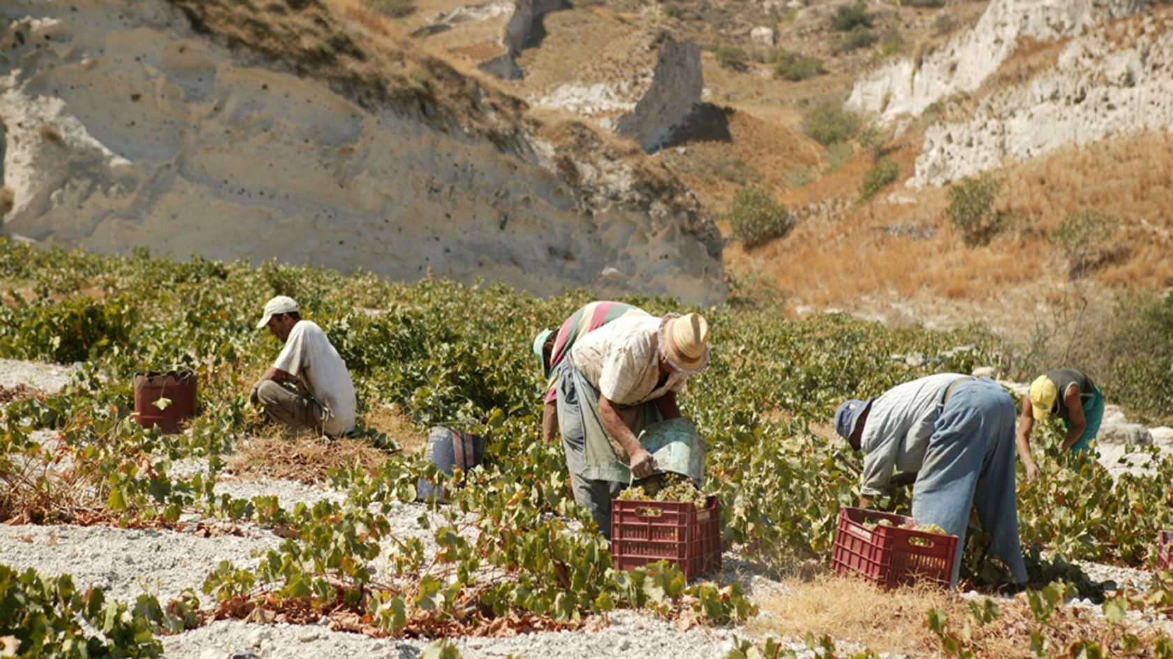 Estate Argyros: Santorini’s Old-Vine Icon - Skurnik Wines & Spirits