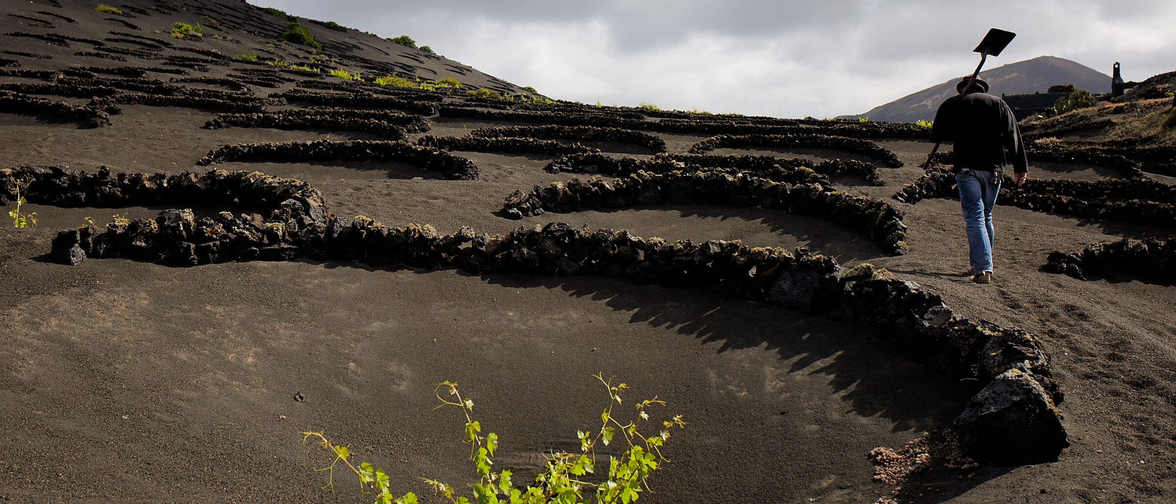 Puro Rofe - Skurnik Wines & Spirits